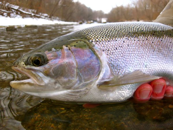 Upper Michigan Fishing Report from Rivers North Guide Service