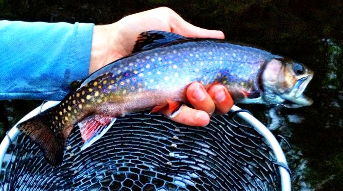 Upper Michigan Fishing Report from Rivers North Guide Service