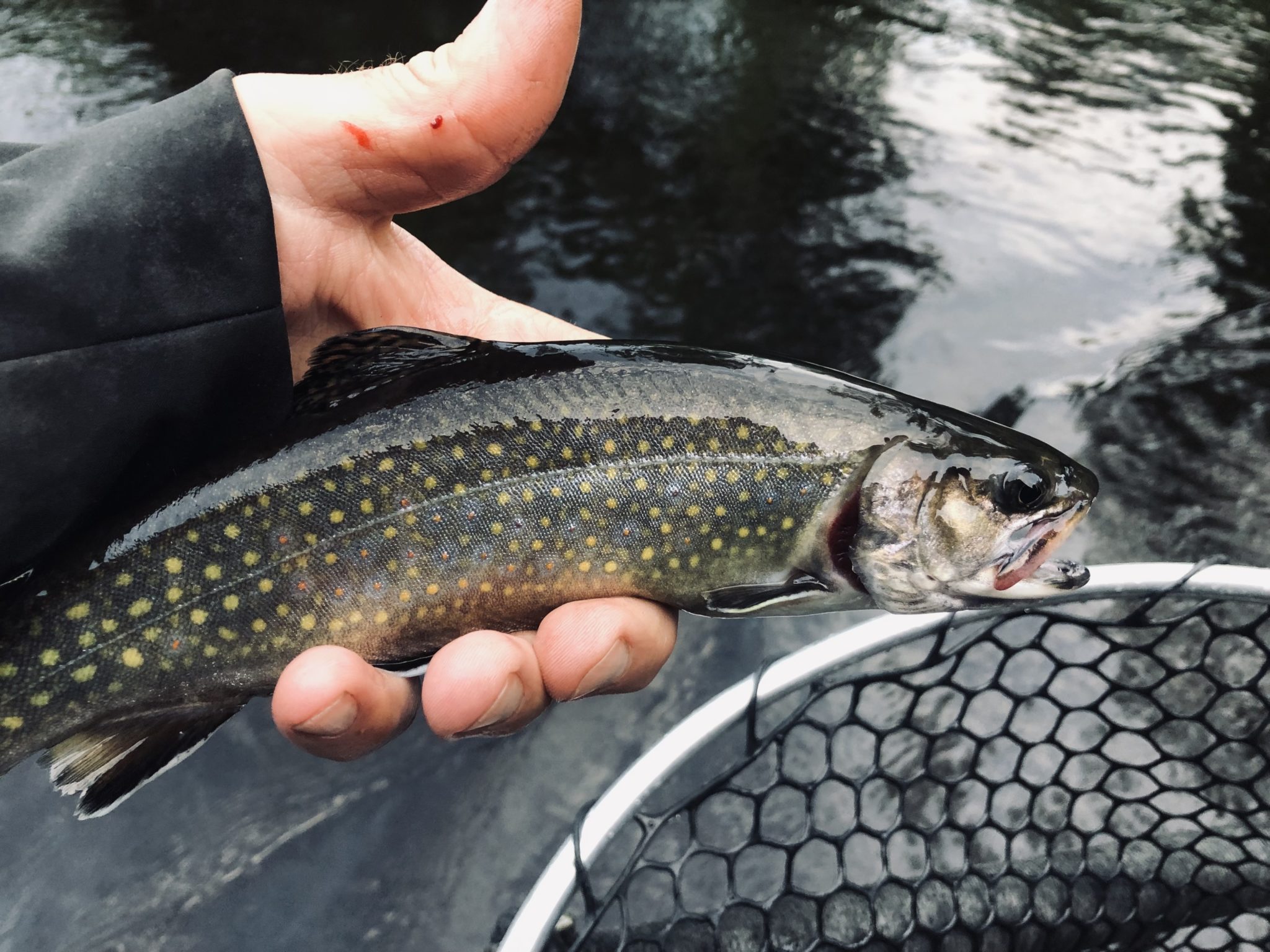 Upper Michigan Fishing Report from Rivers North Guide Service