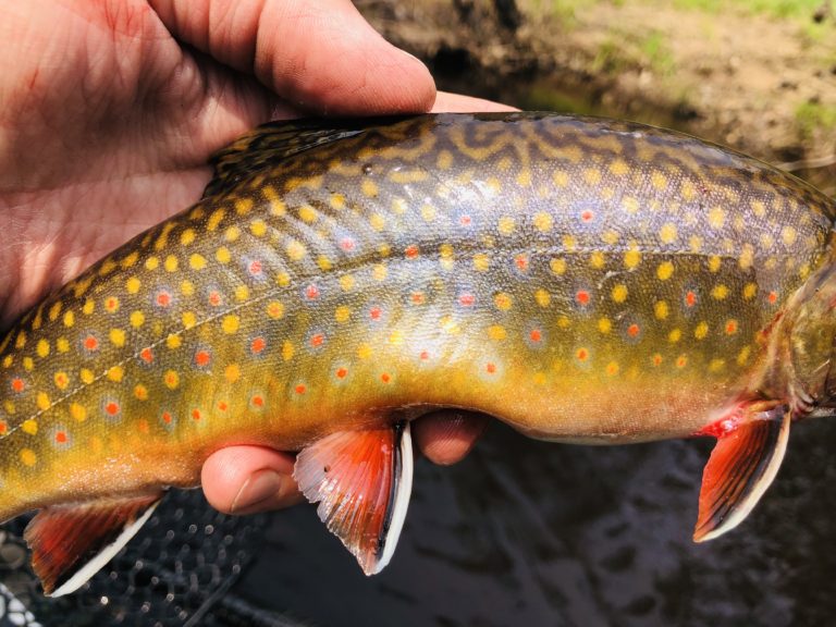 Upper Michigan Fishing Report from Rivers North Guide Service