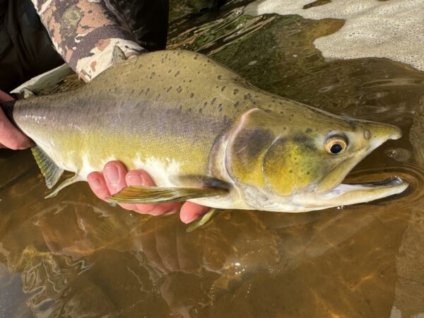 Upper Michigan Fishing Report from Rivers North Guide Service